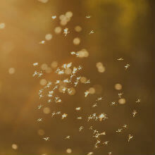 Gnat Bites Treatment, Reactions & Prevention | Push Doctor